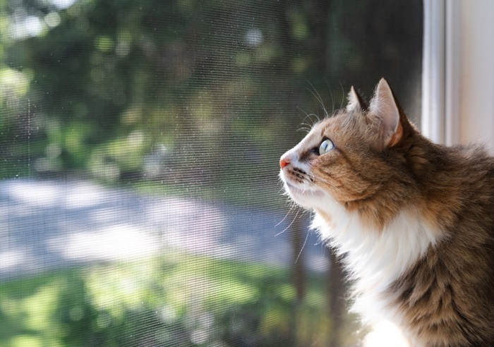 Which type of window screen is best for pet owners? | Oknoplast
